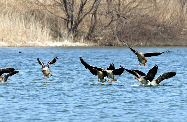 [월투 Photo] 겨울 철새 마지막 날갯짓