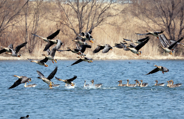 [월투 Photo] 겨울 철새 마지막 날갯짓